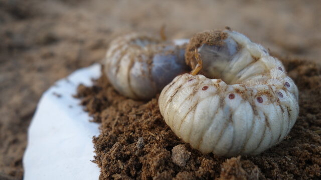 รูปภาพGrubs – เลือกดูภาพถ่ายสต็อก เวกเตอร์ และวิดีโอ19,030 | Adobe Stock