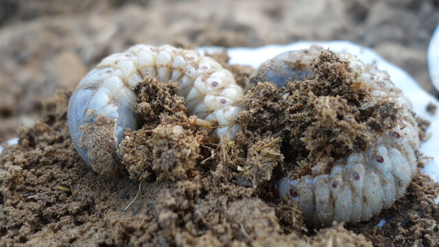 Are Grub Worms Bad For Dogs