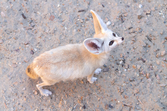 "Vulpes Zerda Images – Browse 4,027 Stock Photos, Vectors, and Video ...