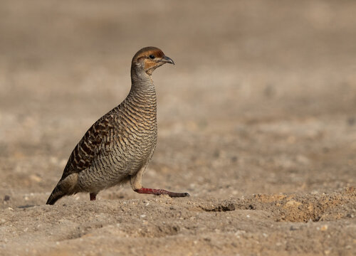 รูปภาพPerdicinae – เลือกดูภาพถ่ายสต็อก เวกเตอร์ และวิดีโอ271 | Adobe Stock
