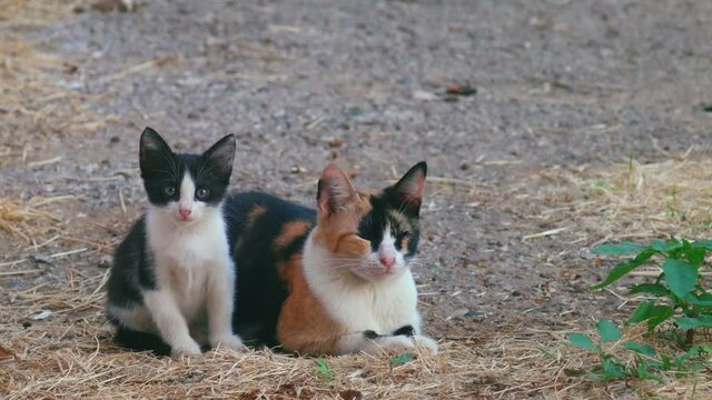 Mama-Cat Images – Browse 165 Stock Photos, Vectors, and Video | Adobe Stock