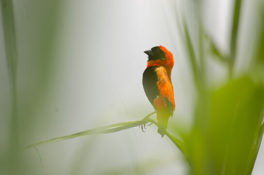 Adelium photos, images, assets | Adobe Stock