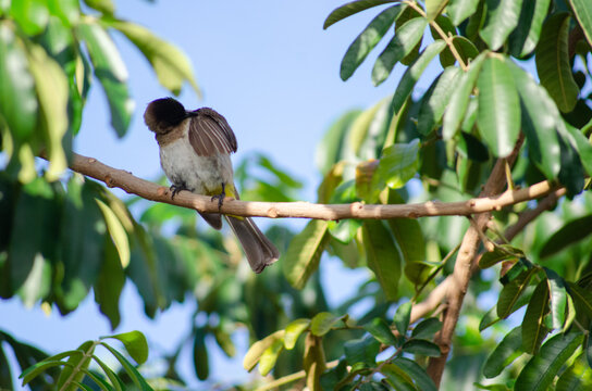 Adelium photos, images, assets | Adobe Stock