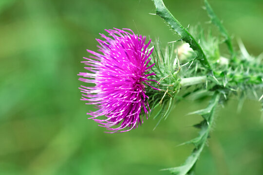 รูปภาพCirsium – เลือกดูภาพถ่ายสต็อก เวกเตอร์ และวิดีโอ6,333 | Adobe Stock