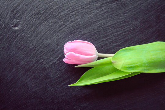 Sandra Pohl photos, images, assets | Adobe Stock