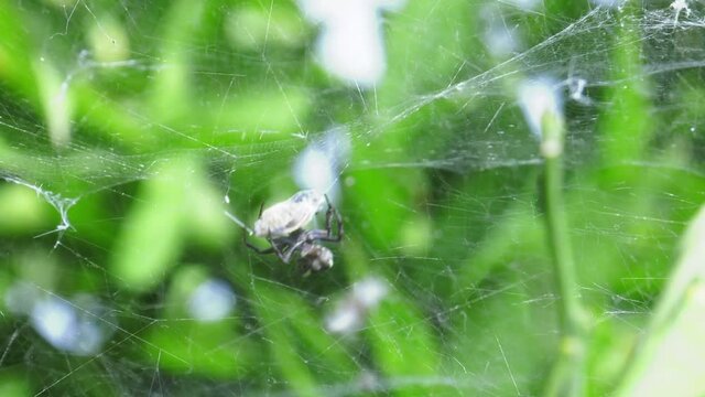 "Orb Spider" Images – Browse 11,474 Stock Photos, Vectors, and Video ...