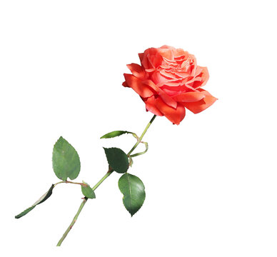 Old-Rose Images – Browse 92 Stock Photos, Vectors, and Video | Adobe Stock