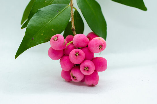 Riberry Images – Browse 15 Stock Photos, Vectors, and Video | Adobe Stock