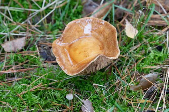 Entsetzlich Bilder – Durchsuchen 4,696 Archivfotos, Vektorgrafiken und ...