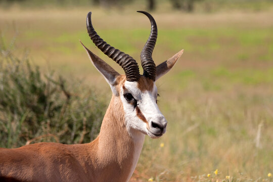 Springbock Images – Browse 8 Stock Photos, Vectors, and Video | Adobe Stock