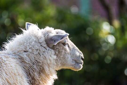 รูปภาพOveja – เลือกดูภาพถ่ายสต็อก เวกเตอร์ และวิดีโอ4,085 | Adobe Stock