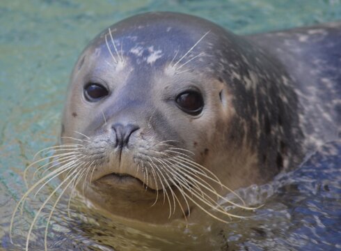 Phoque Images – Browse 3,335 Stock Photos, Vectors, and Video | Adobe Stock