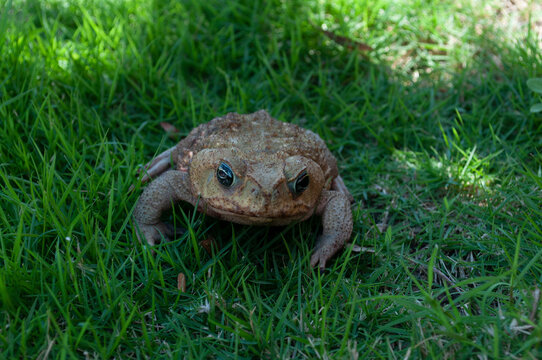 "Sapo Bilder – Durchsuchen 2,462 Archivfotos, Vektorgrafiken und Videos ...