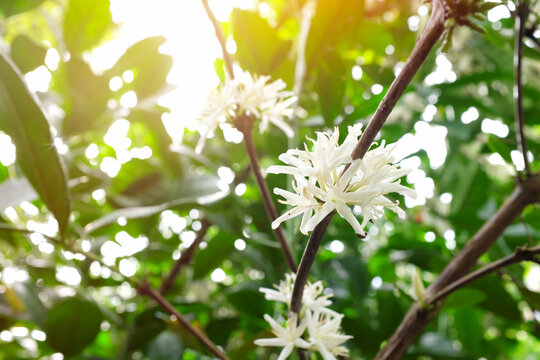 Liberica Images – Browse 8 Stock Photos, Vectors, and Video | Adobe Stock