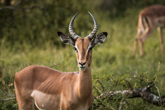 Terri photos, images, assets | Adobe Stock