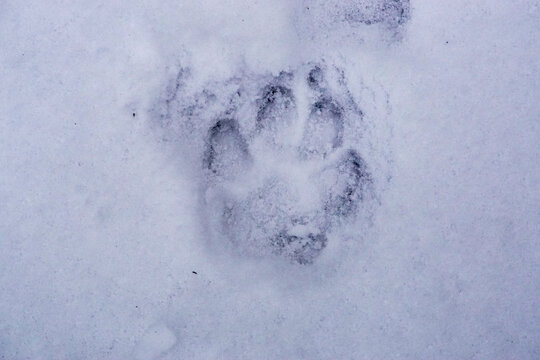 「Odcisk」の写真素材 | 407件の無料イラスト画像 | Adobe Stock