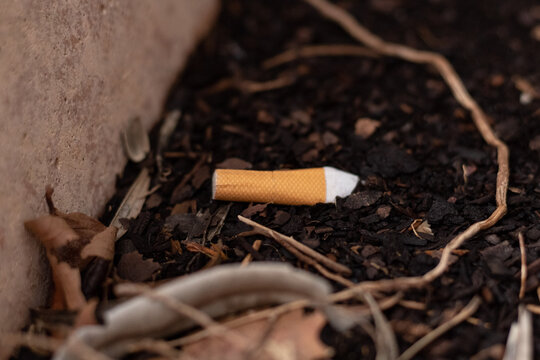 รูปภาพTabacchi – เลือกดูภาพถ่ายสต็อก เวกเตอร์ และวิดีโอ531 | Adobe Stock