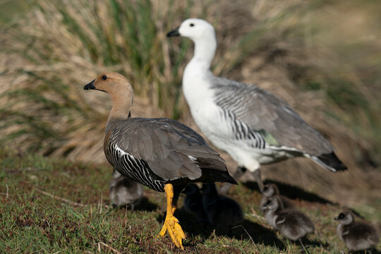 รูปภาพGooseling – เลือกดูภาพถ่ายสต็อก เวกเตอร์ และวิดีโอ134 | Adobe Stock