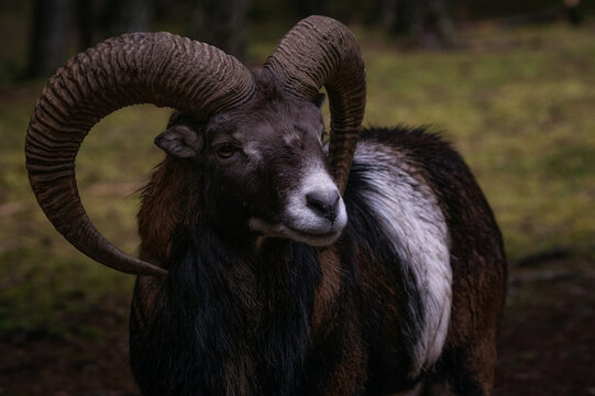 Rammbock Bilder – Durchsuchen 4,594 Archivfotos, Vektorgrafiken und ...