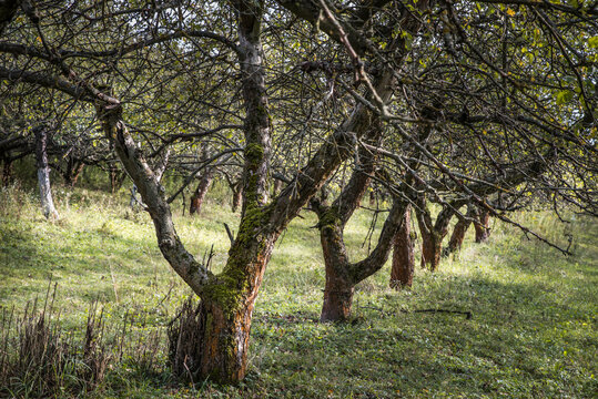 "Apple Trees" bilder – Bläddra bland 26,403 stockfoton, vektorer och ...