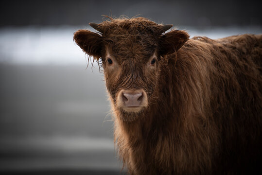 Fotos, lizenzfreie Bilder, Grafiken, Vektoren und Videos von Kuh-Fell ...