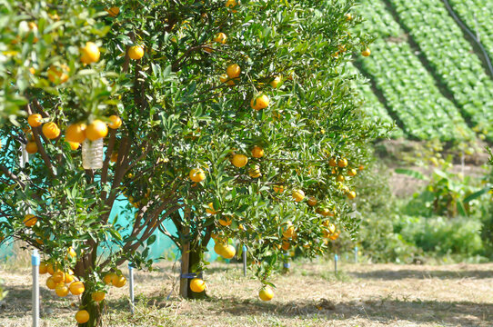 "Orange Farm" Images – Browse 403 Stock Photos, Vectors, and Video ...