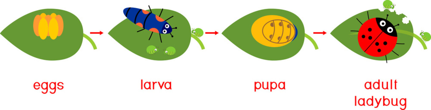 รูปภาพHemimetaboly – เลือกดูภาพถ่ายสต็อก เวกเตอร์ และวิดีโอ223 | Adobe ...