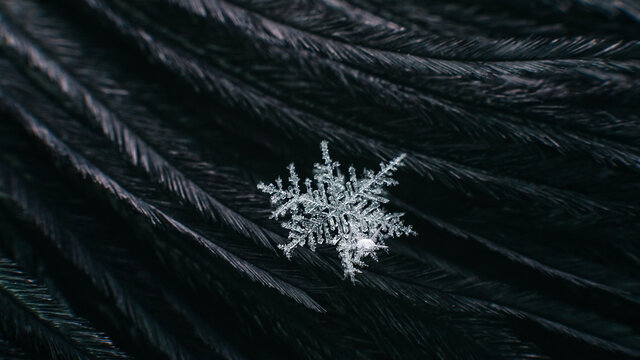 "Real Snowflake" Images – Browse 28 Stock Photos, Vectors, and Video ...