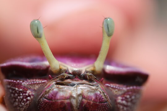 "Crab Eyes" Images – Browse 11,401 Stock Photos, Vectors, and Video ...