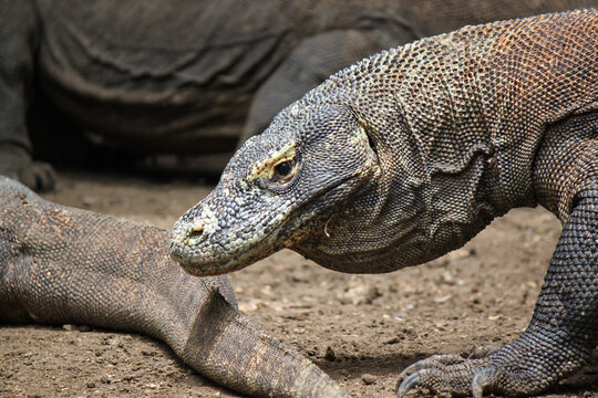 "Comodo Dragon" Images – Browse 108 Stock Photos, Vectors, and Video ...