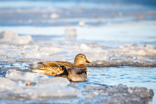 "Ducks On Ice" Images – Browse 73 Stock Photos, Vectors, and Video ...
