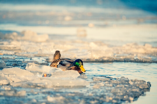 "Ducks On Ice" Images – Browse 73 Stock Photos, Vectors, and Video ...