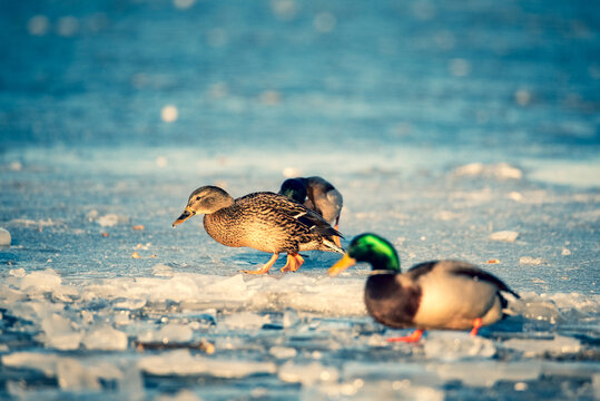 "Ducks On Ice" Images – Browse 73 Stock Photos, Vectors, and Video ...