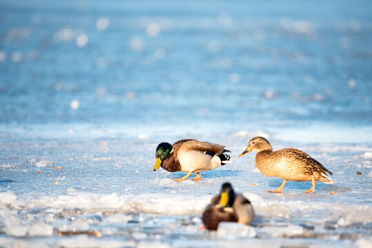 "Ducks On Ice" Images – Browse 73 Stock Photos, Vectors, and Video ...