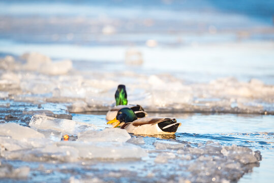 "Ducks On Ice" Images – Browse 73 Stock Photos, Vectors, and Video ...
