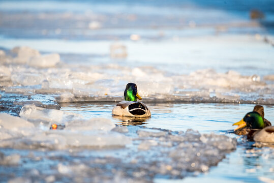 "Ducks On Ice" Images – Browse 73 Stock Photos, Vectors, and Video ...