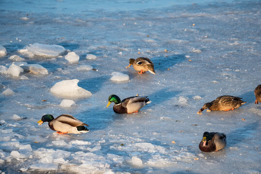 "Ducks On Ice" Images – Browse 73 Stock Photos, Vectors, and Video ...