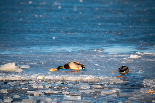 "Ducks On Ice" Images – Browse 73 Stock Photos, Vectors, and Video ...