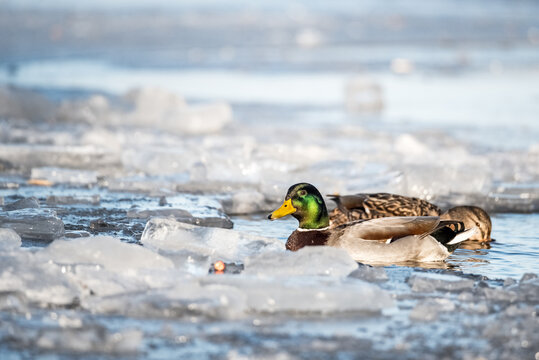 "Ducks On Ice" Images – Browse 73 Stock Photos, Vectors, and Video ...