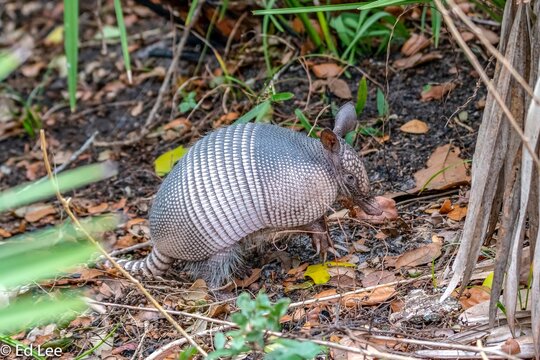 Imágenes de Toche: descubre bancos de fotos, ilustraciones, vectores y ...