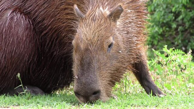 "Lesser Capybara" Images – Browse 150 Stock Photos, Vectors, and Video ...