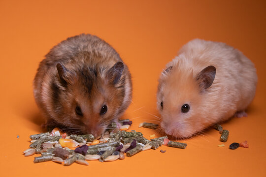 Hamsterbacken Bilder – Durchsuchen 1,862 Archivfotos, Vektorgrafiken ...