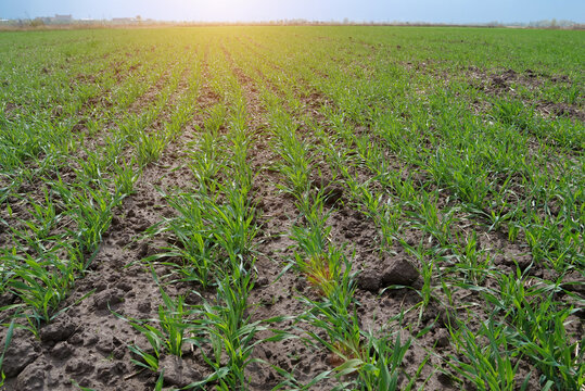 รูปภาพYield – เลือกดูภาพถ่ายสต็อก เวกเตอร์ และวิดีโอ244,271 | Adobe Stock