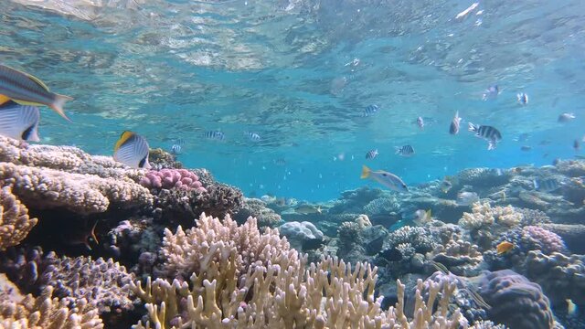Fringing Reef Underwater