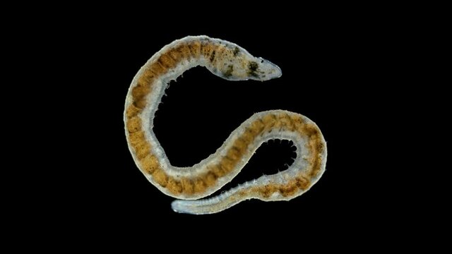 Tubificidae Imagens – Procure 50 fotos, vetores e vídeos | Adobe Stock