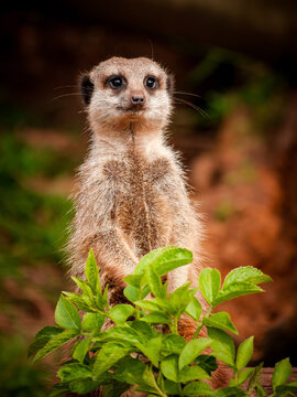 "On Guard" Images – Browse 1,004 Stock Photos, Vectors, and Video ...
