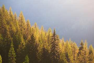 40+ Free forest screensaver pictures - Pikwizard