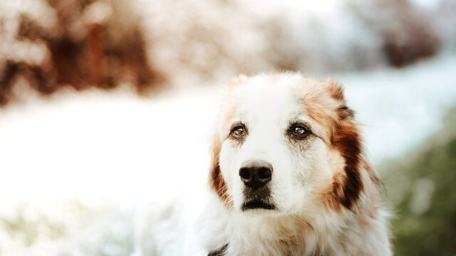 Patou 이미지 – 찾아보기 341 스톡 사진, 벡터 및 비디오 | Adobe Stock