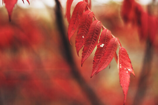 Red Leaves Hd Wallpaper