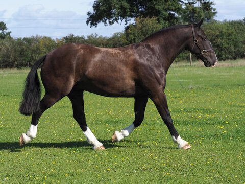 "Trotting Horse" Imagens – Procure 15,638 fotos, vetores e vídeos ...